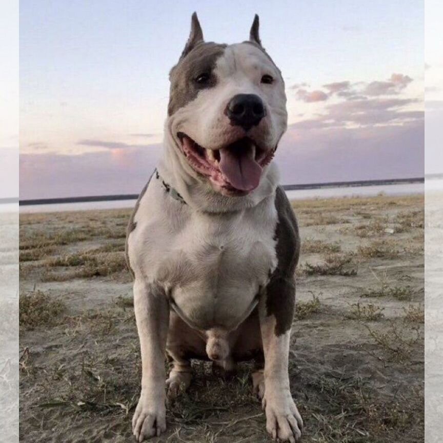 Американский стаффордширский терьер, вязка