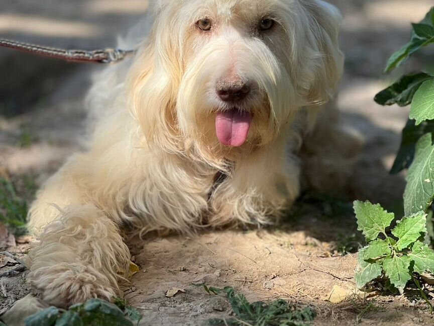 Лилу-Сабина - собака девочка в добрые руки