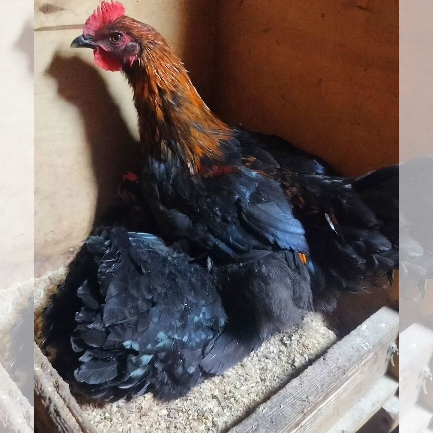 Петух маран черно медный