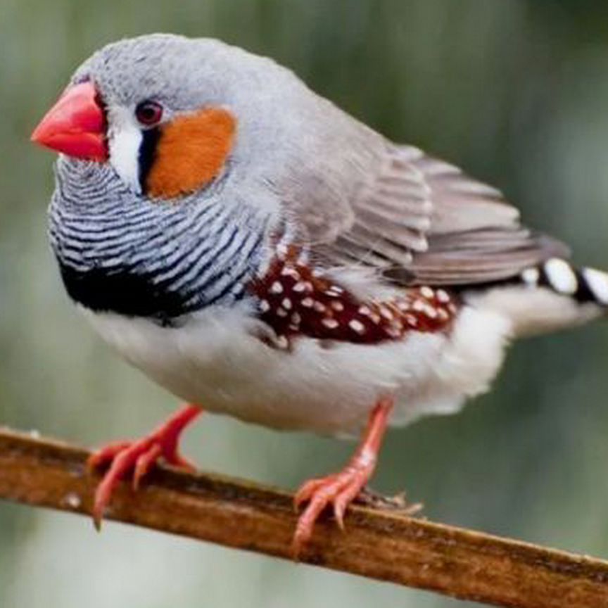 Зебровые амадины