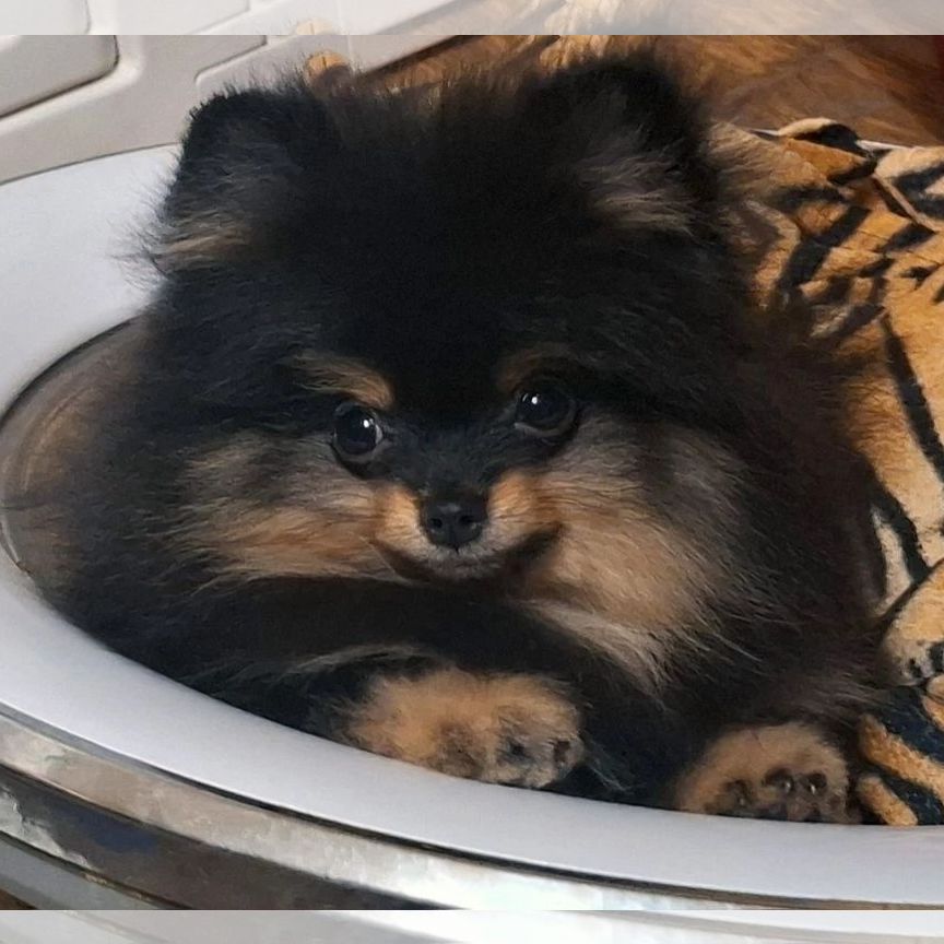 Померанский шпиц, щенок