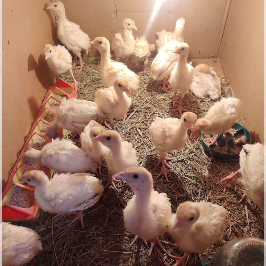 Индюшата Мастер Грей