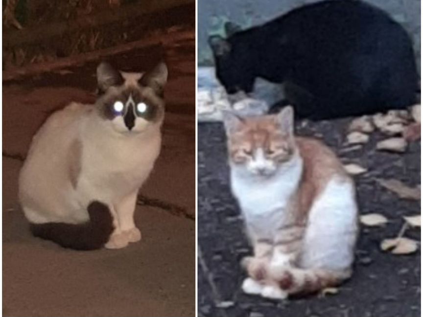 Котята подростки бездомные