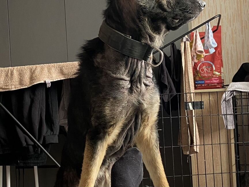 Щенок немецкой овчарки