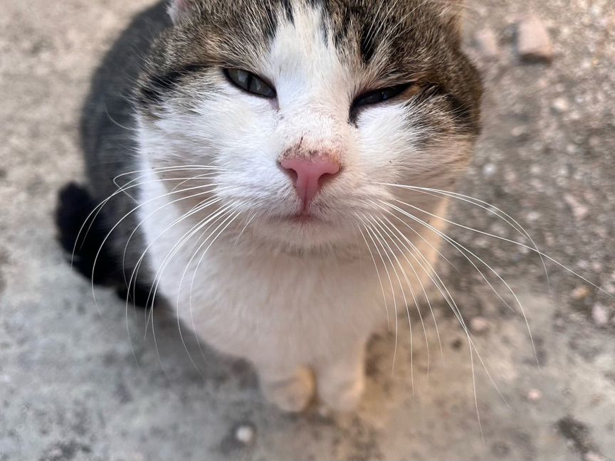 Котик в беде