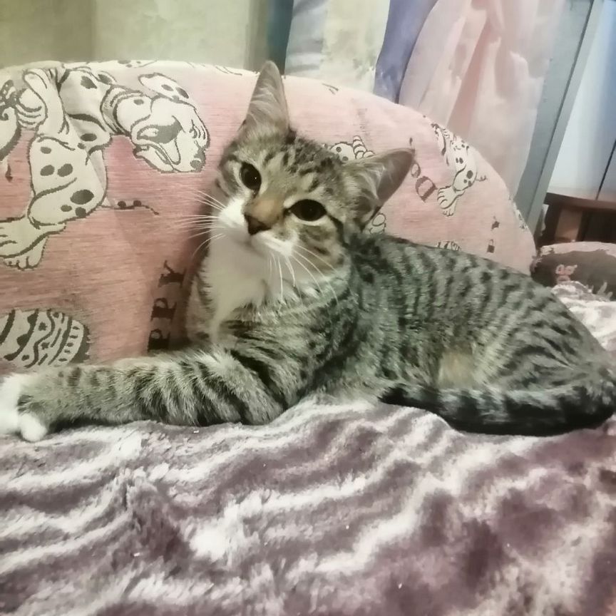 Котенок мальчик в добрые руки