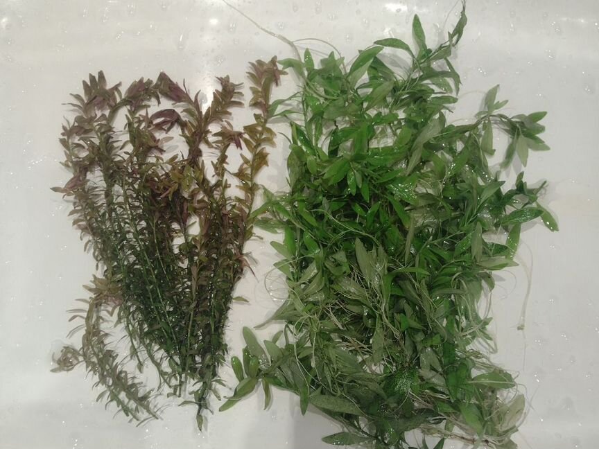 Прополка. Гигрофила, ротала