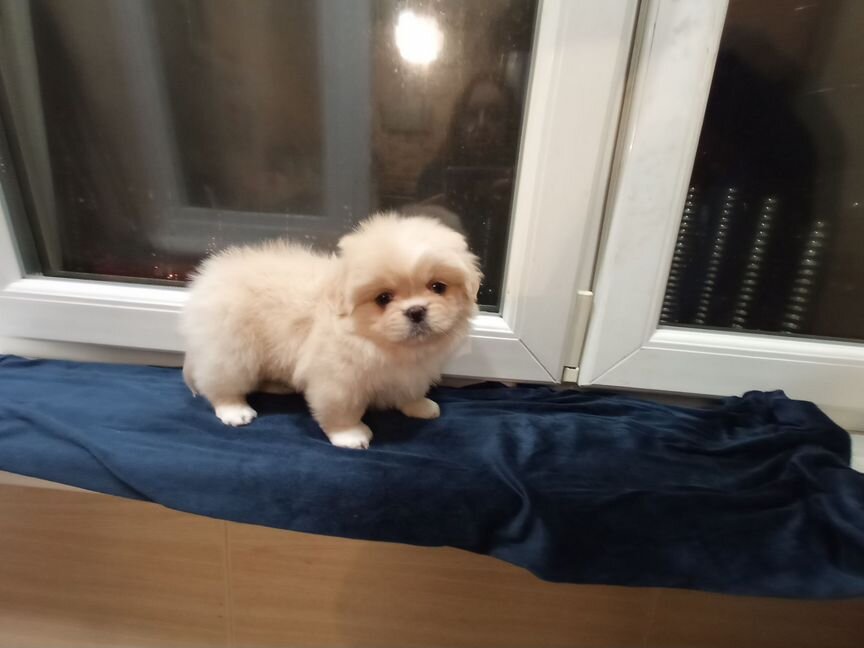 Мальтипу мини Корея