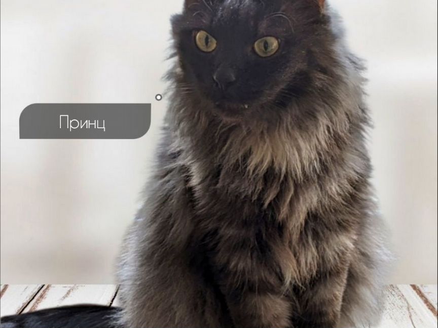 Котик Принц ищет дом