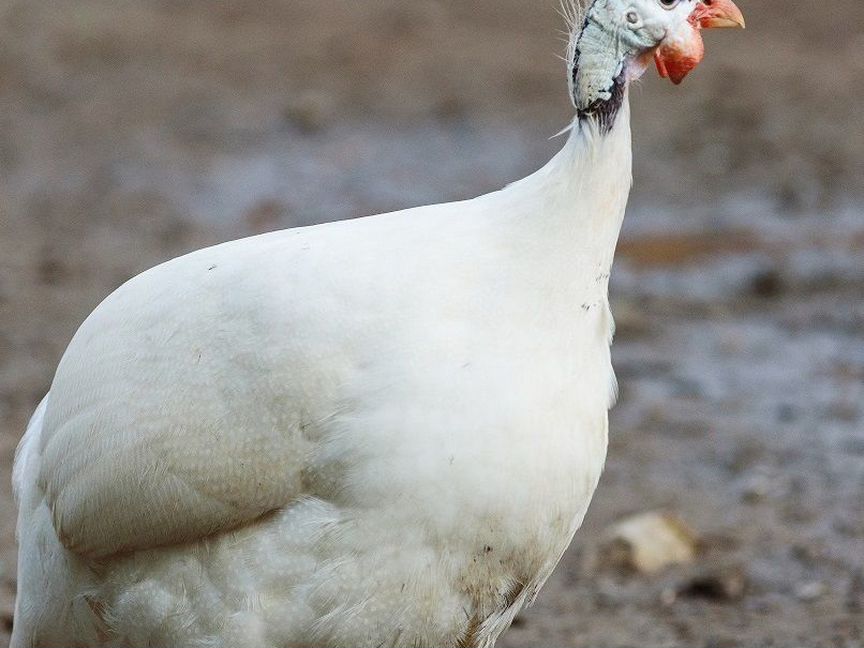 Цесарка белая волжская