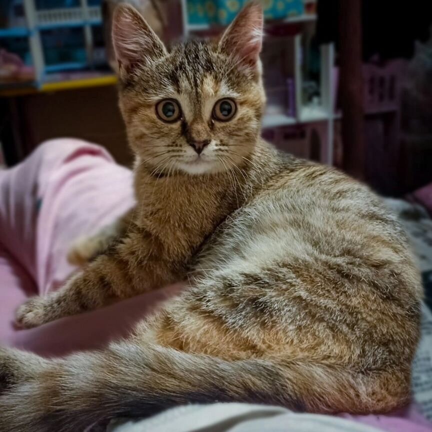 Котенок Девочка