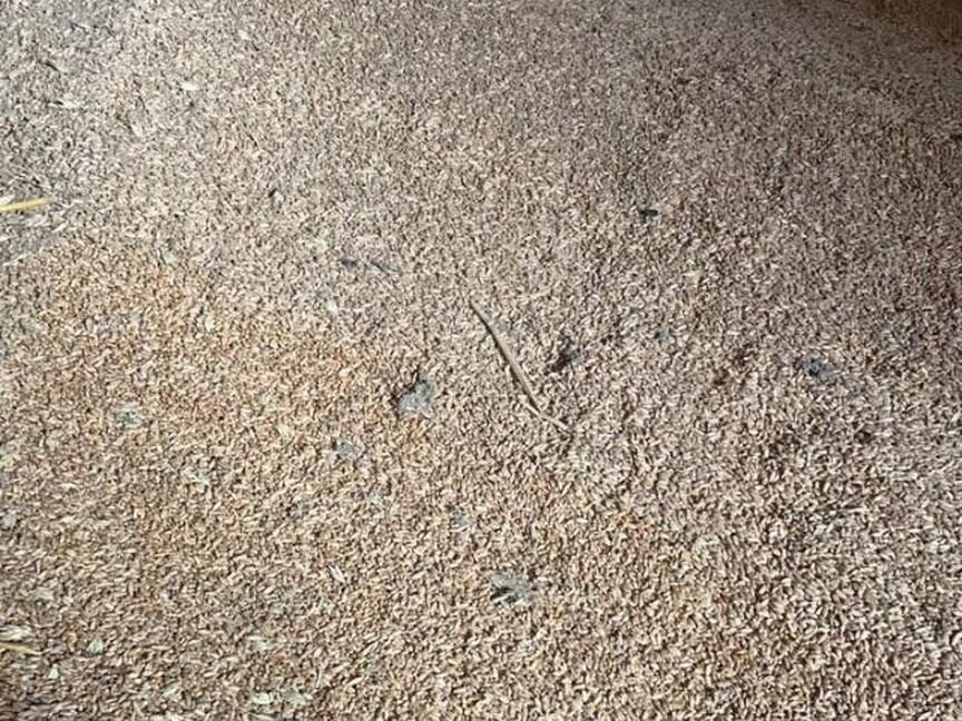 Просо, Кормовой овёс корма