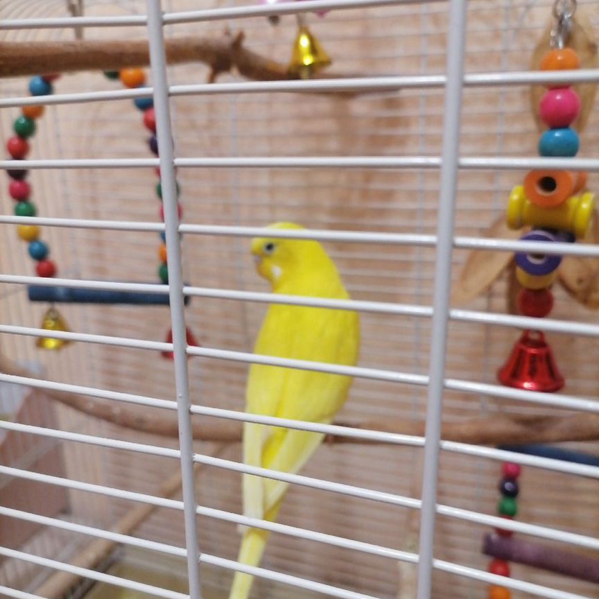 Волнистый попугай с клеткой