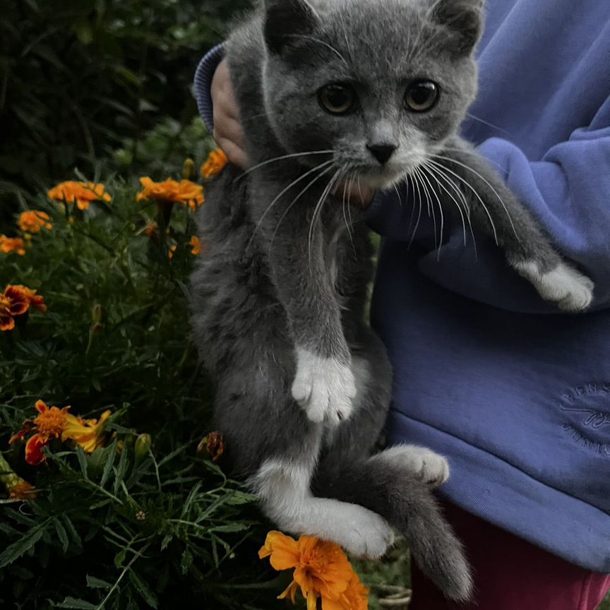 Котик, 4-5 мес
