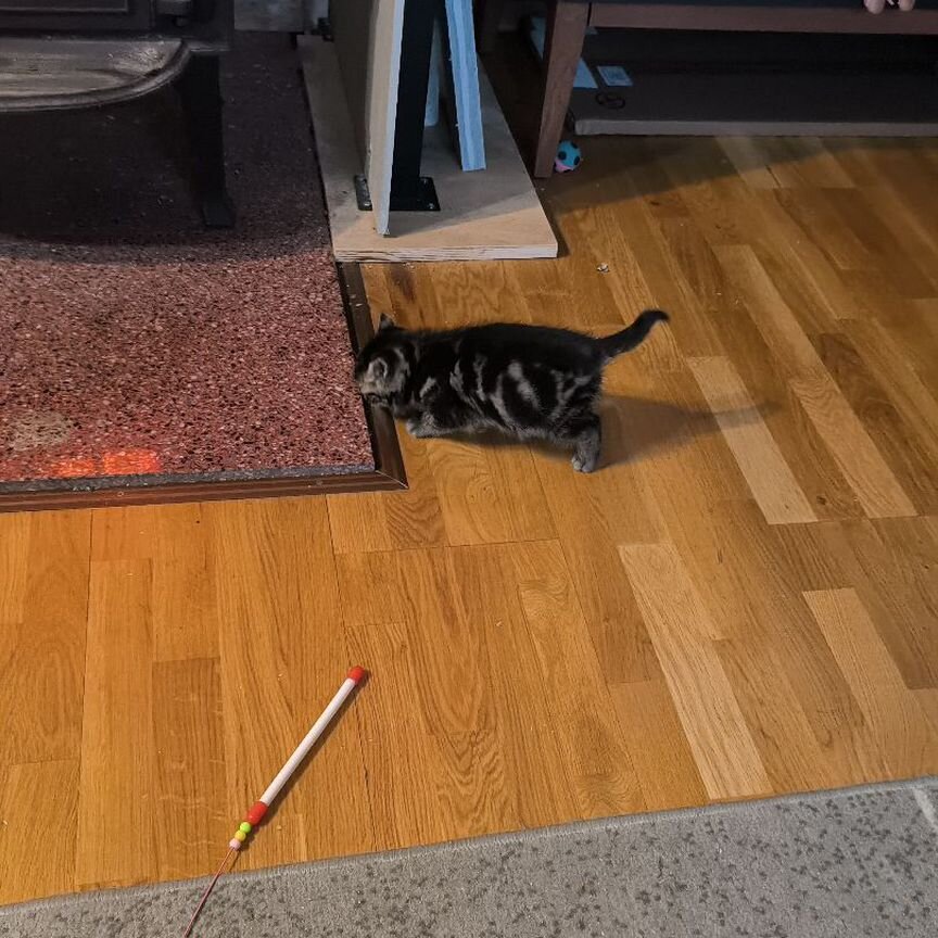 Котята в добрые руки бесплатно