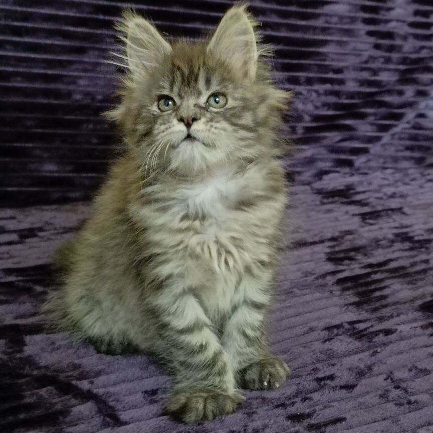 Мейн-кун котёнок