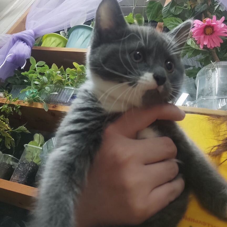 Кот 2 месяца