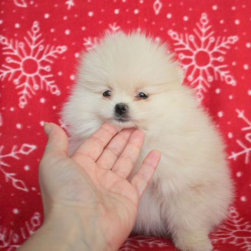 Шпиц Померанский девочка