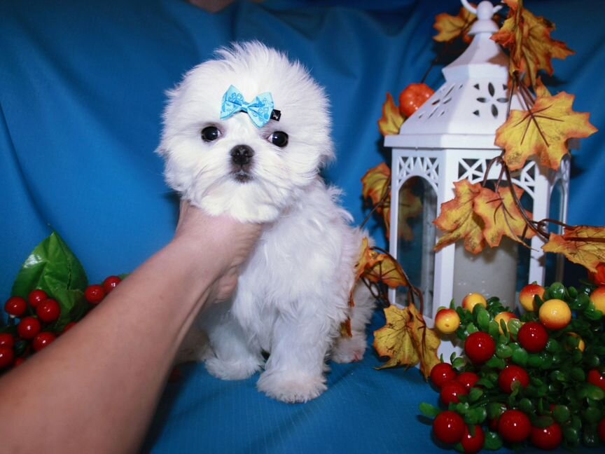 Очаровательный мальчик мальтезе 2,5 мес