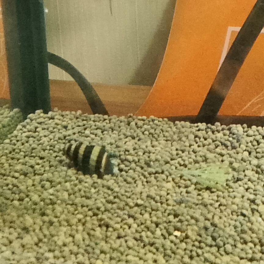 Улитка Хелена