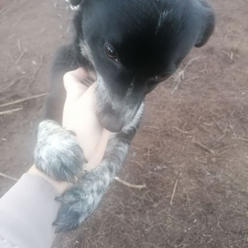 Собака в добрые руки