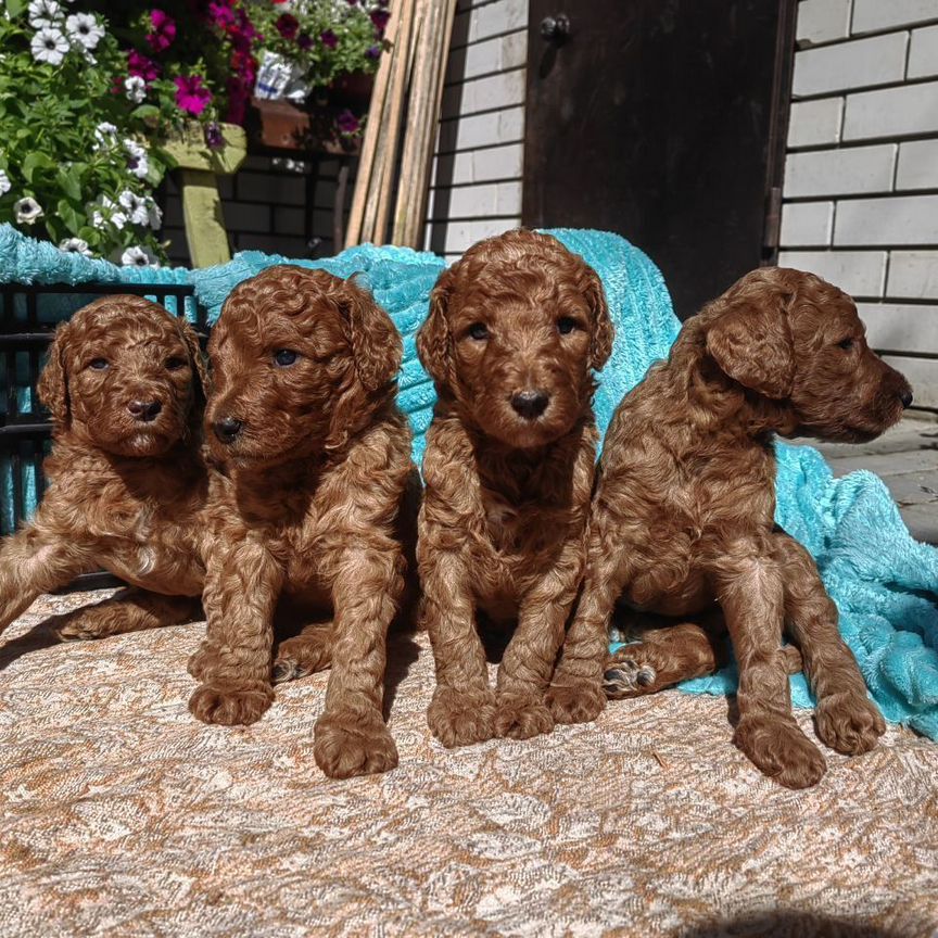 Стандартный пудель