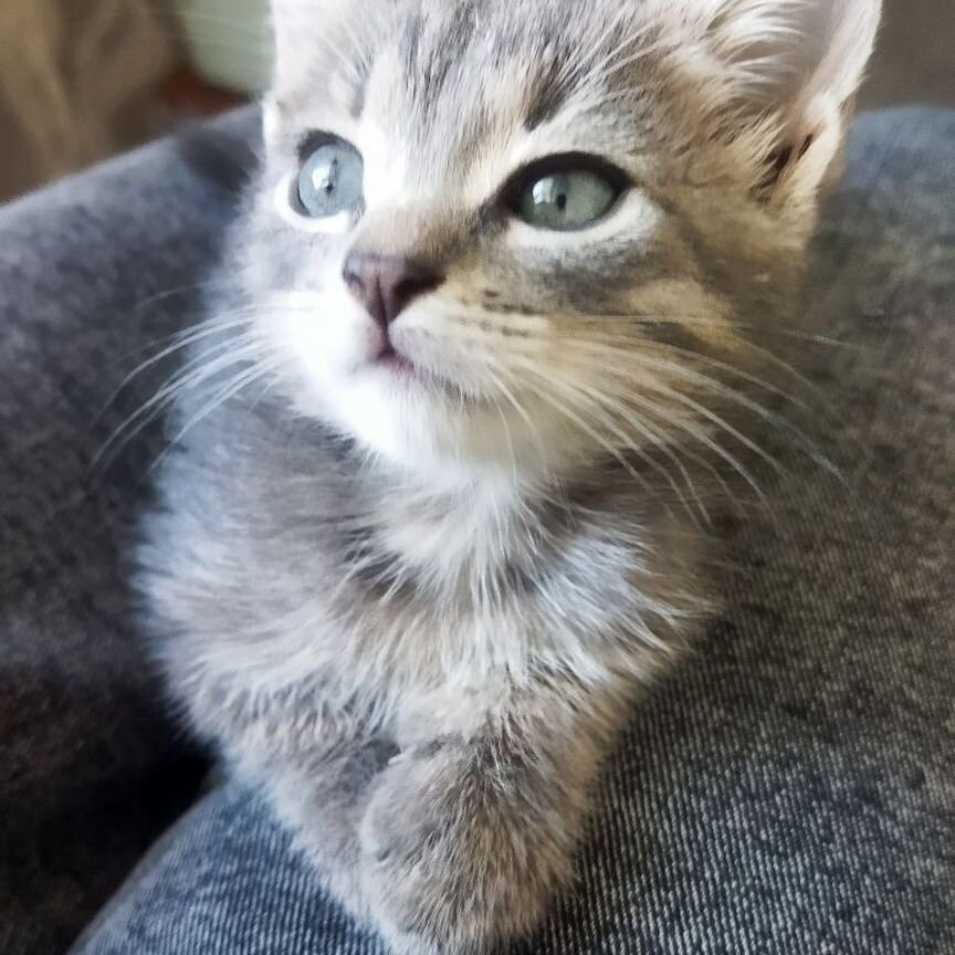 Котенок