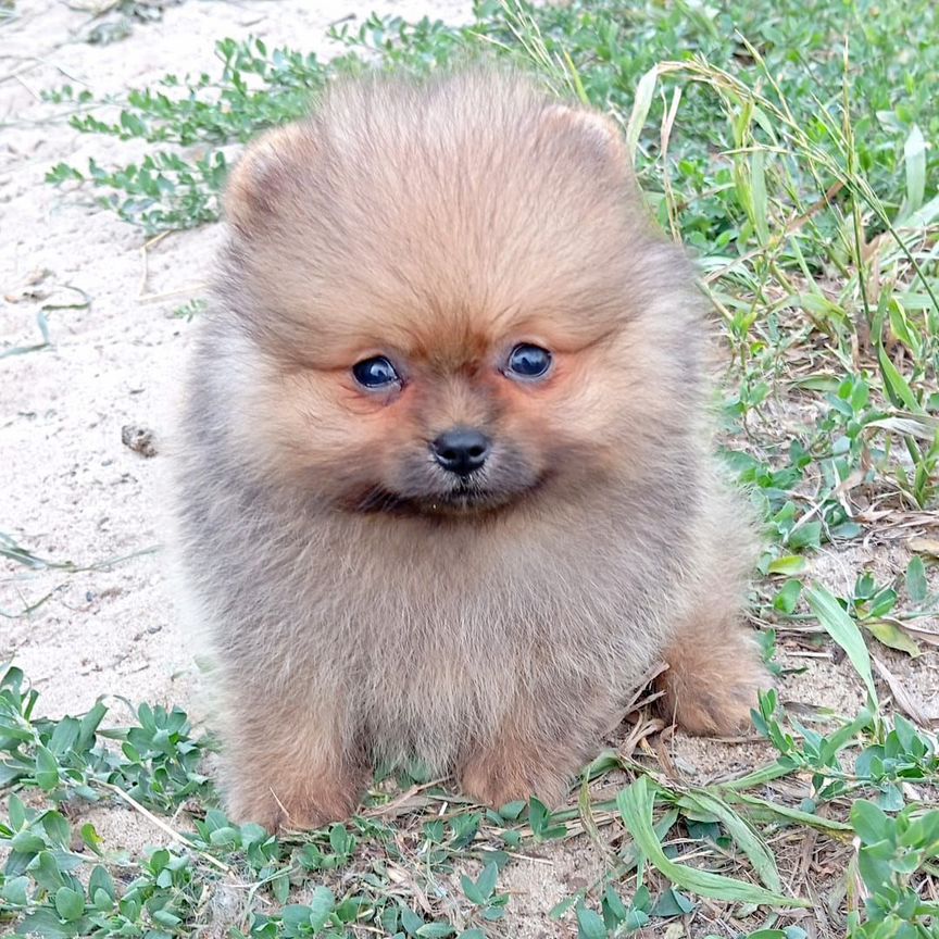 Померанский шпиц