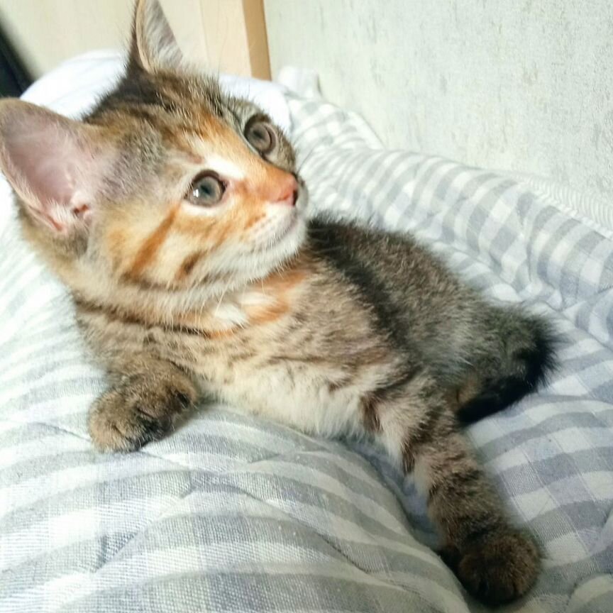 Котёнок девочка, само очарование в поисках дома