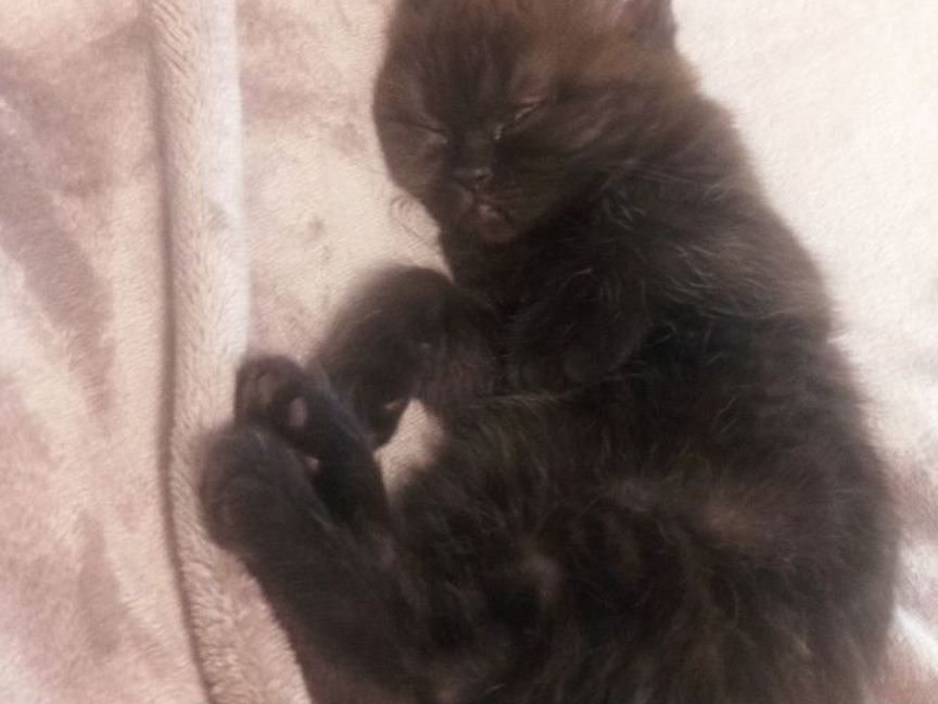 Кошка