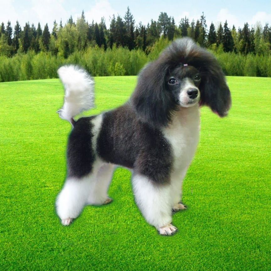 Пудель арлекин