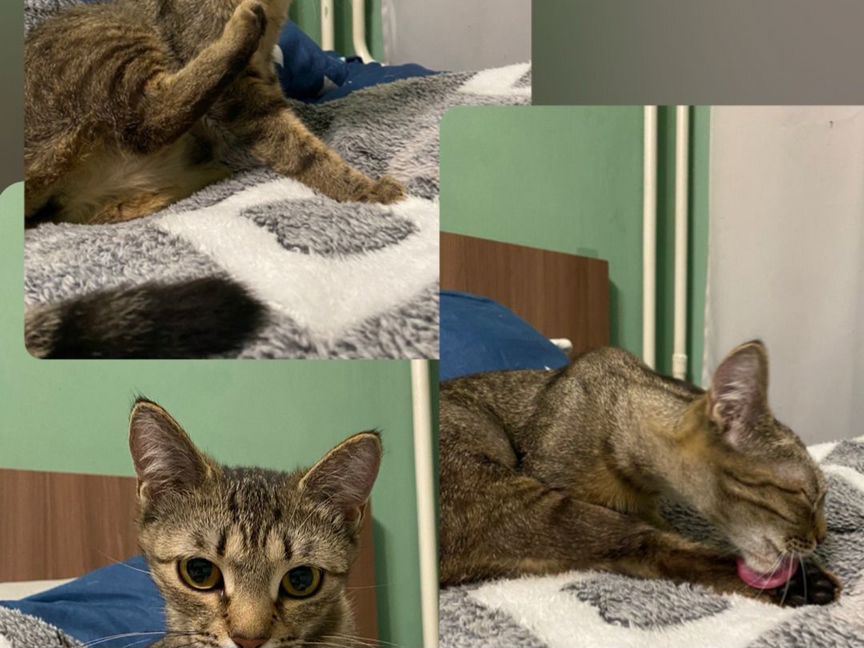 Молодая кошечка В добрые руки