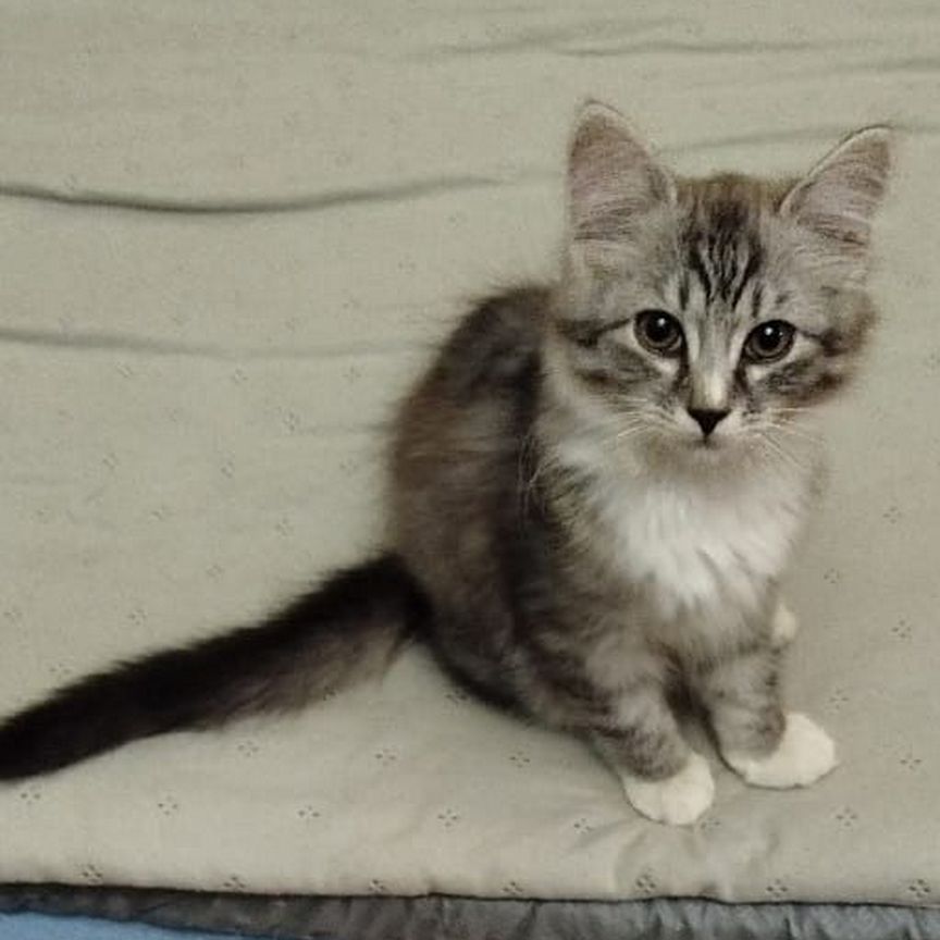 Сибирский котёнок