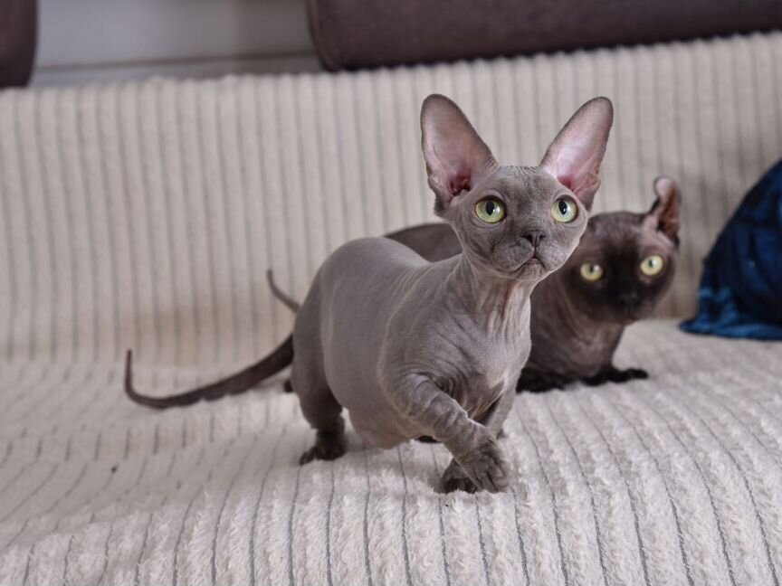 Бамбино девочка