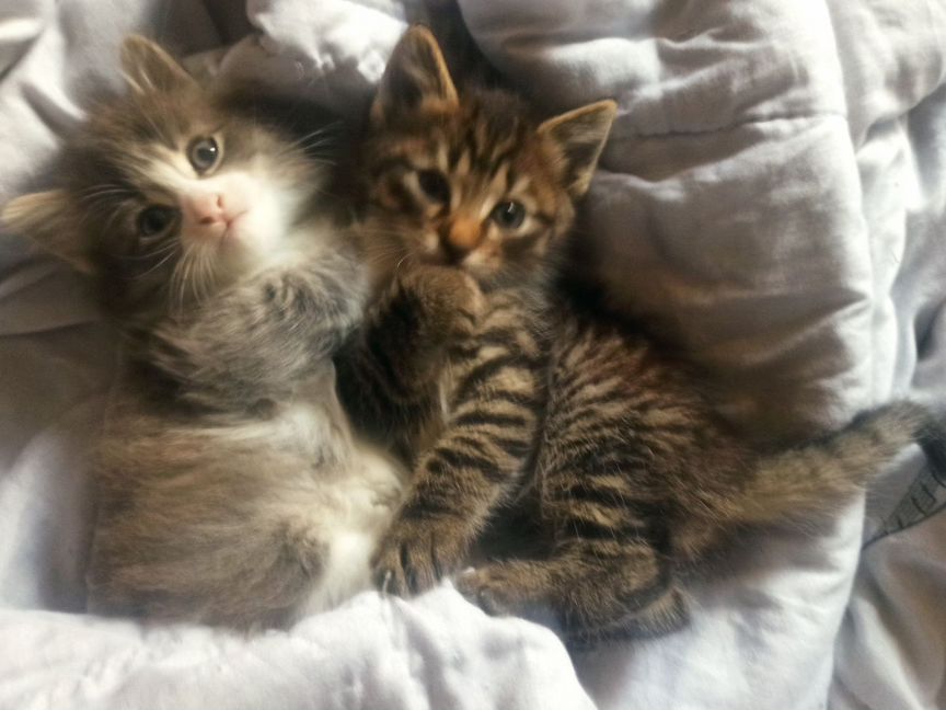 Курильский Бобтейл котята