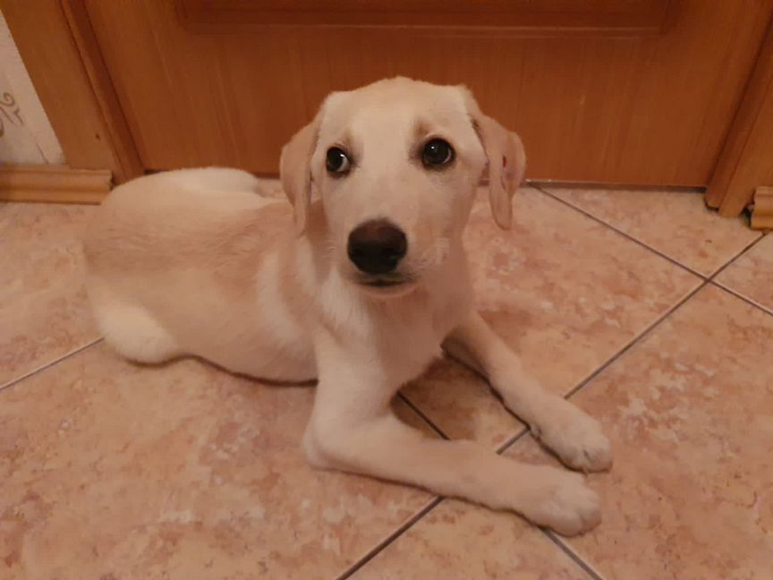 Метисы лабрадора оказались на улице. Ищут дом