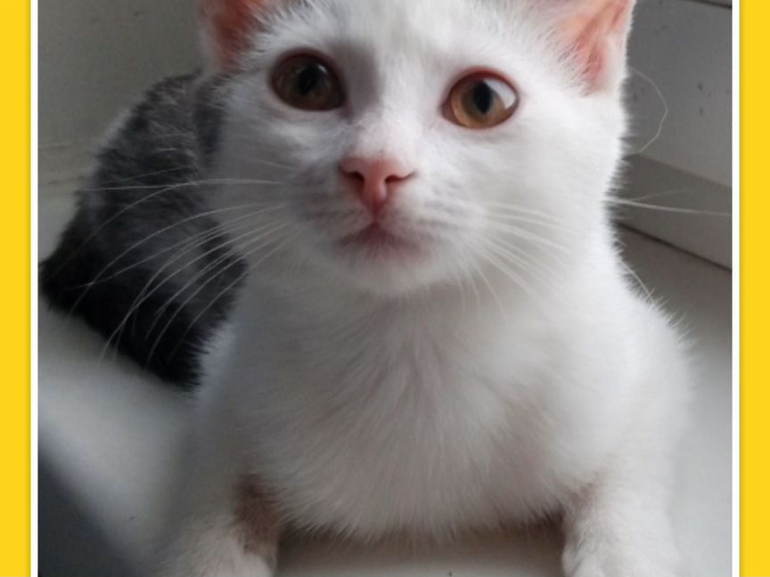 Котенок