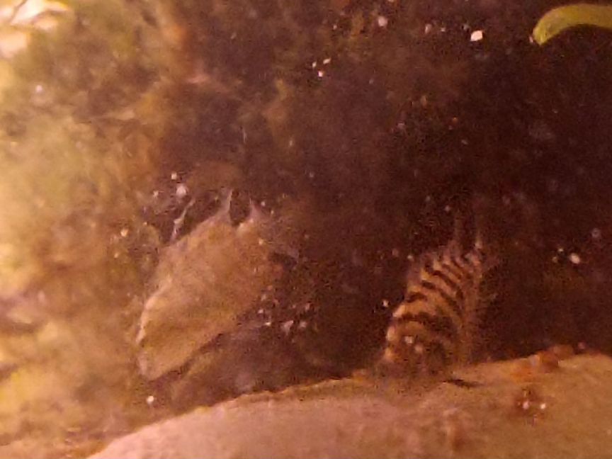 Мальки цихлозомы