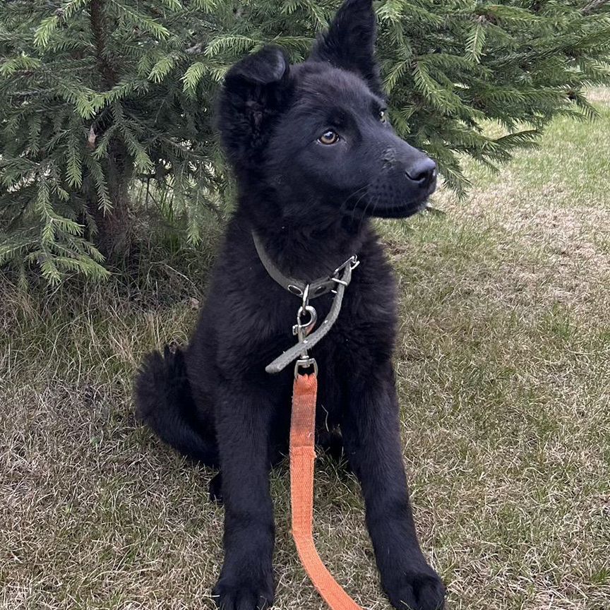 Щенок в добрые руки