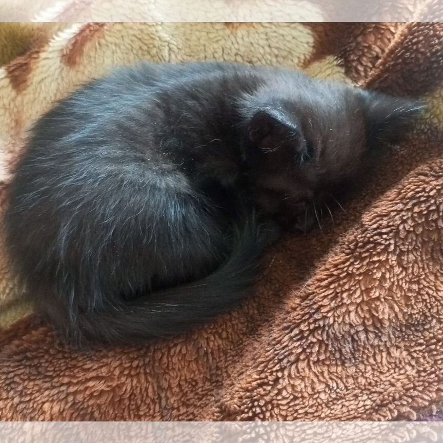 Котёнок в добрые руки