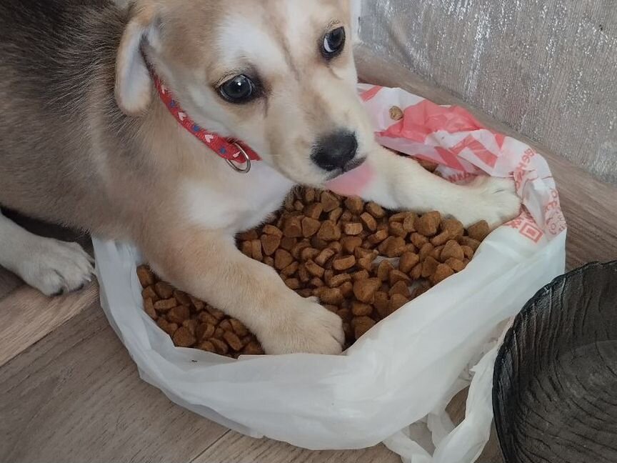 Собака в добрые руки