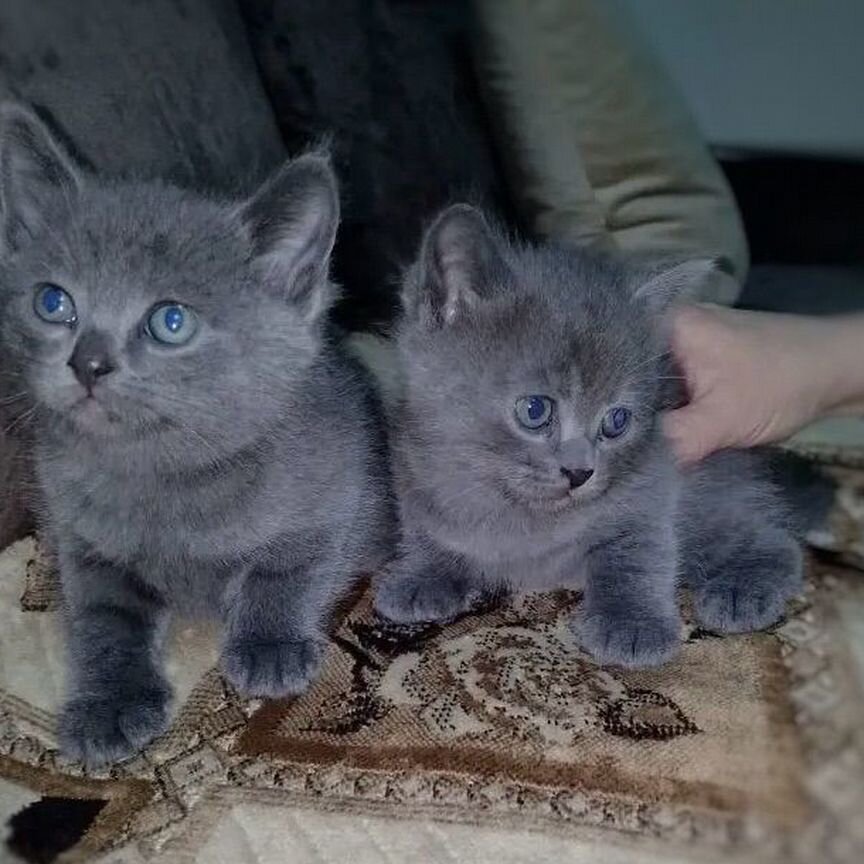 Британский короткошёрстный котёнок