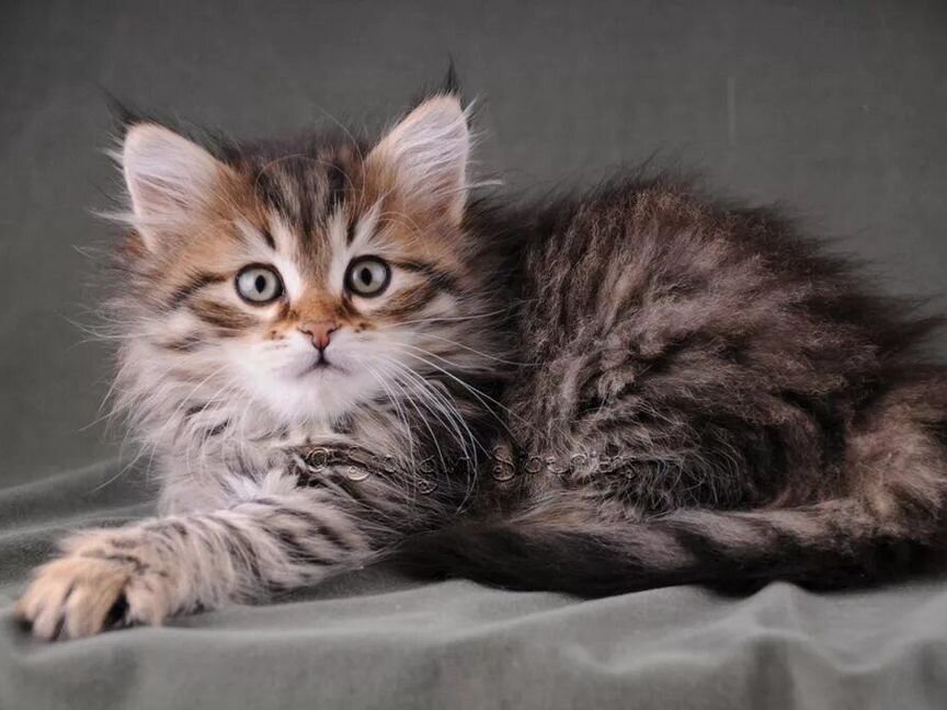 Котик полу Мейн-кун