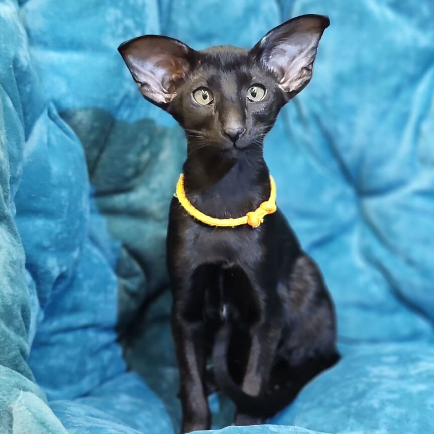 Ориентальный котёнок