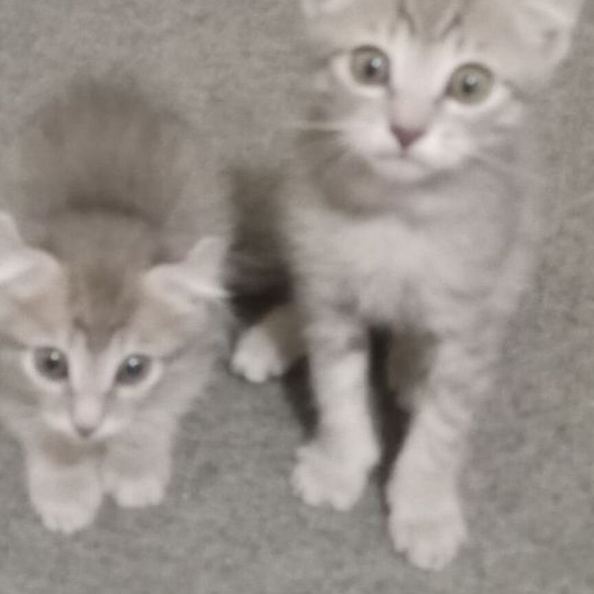 Американский кёрл короткошёрстный котёнок