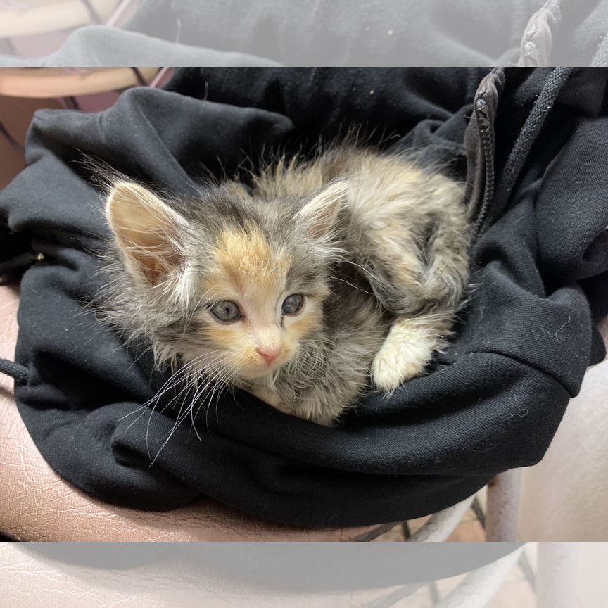 Котёнок в добрые руки