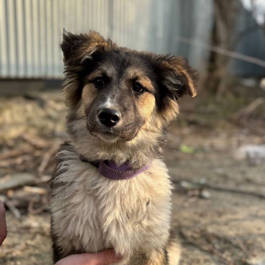 Щенок в добрые руки