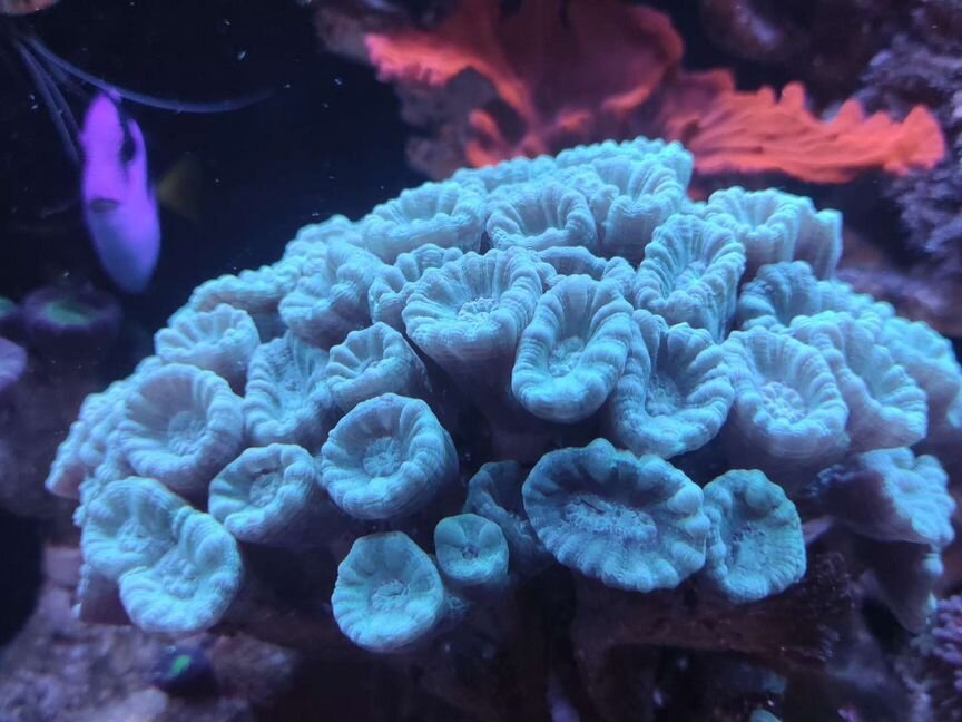 Коралл голубая Кауластрея (Caulastrea)