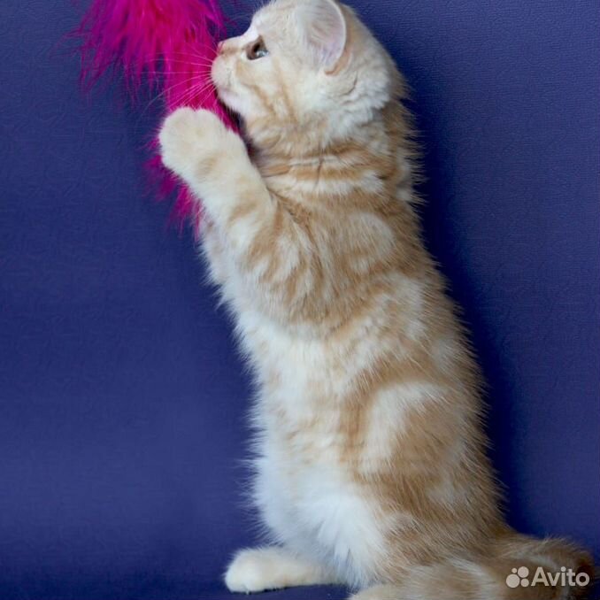 Шотландские полосатики