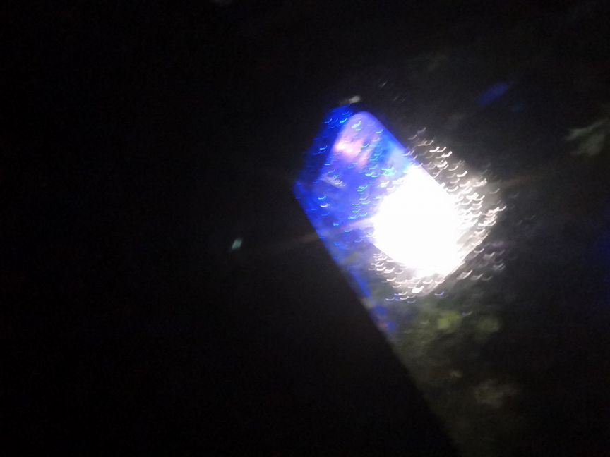 Йоркширский терьер